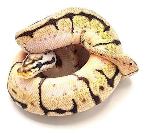 Fire Bee Ball Python