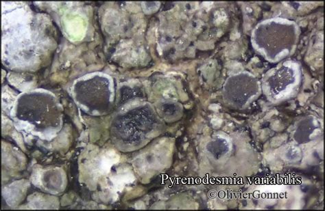 Pyrenodesmia Variabilis