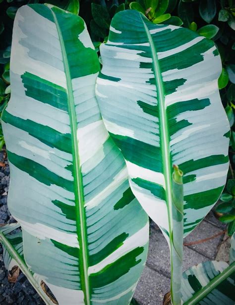 Bananier Panaché Hawaii Musa Ae Ae Plants De Bananes Vivants Etsy France