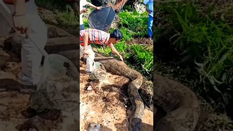 Python Vs Wild Boar At Amy Kugler Blog