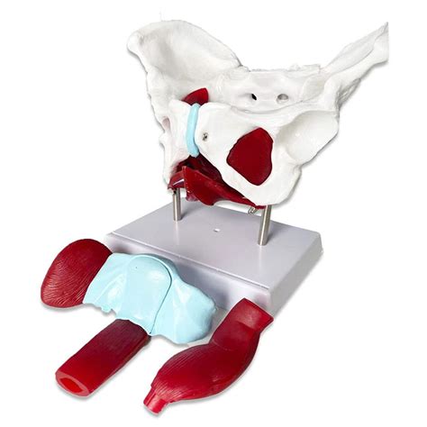 Buy Female Hip Pelvic Model With 3 Removable Parts Female Pelvic Floor Muscle Anatomical Model