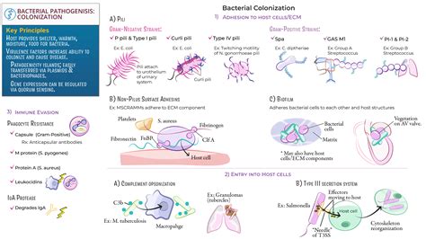 Clinical Pathology Bacterial Pathogenesis Colonization Ditki Medical And Biological Sciences