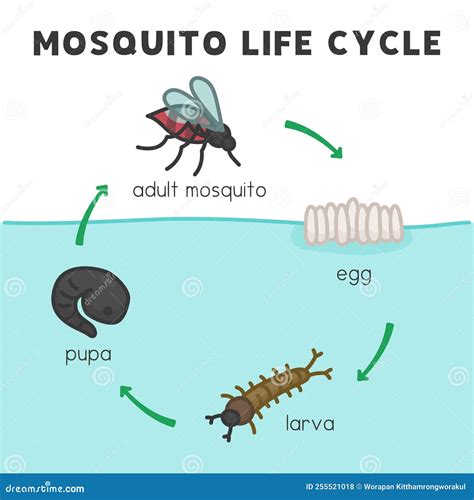 Mosquito Life Cycle Diagram Chart In Science Subject Kawaii Doodle