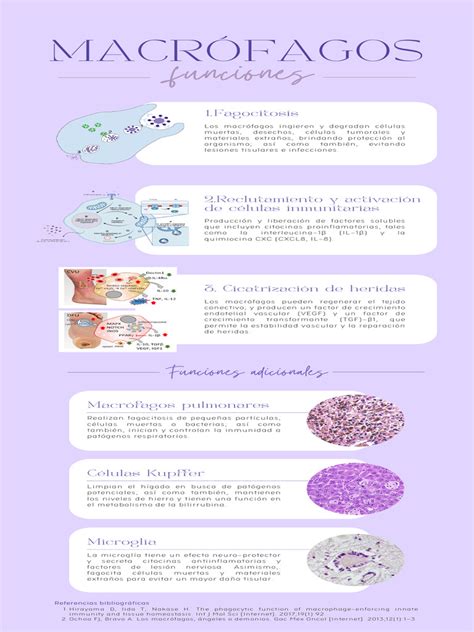 Infografía Macrófagos Pdf Macrófago Sistema Inmune