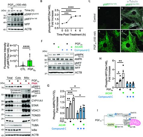 Temporal Effects Of Prostaglandin F2alpha Pgf2α On Phosphorylation Of