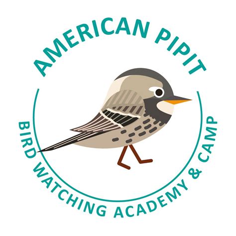 American Pipit My Store