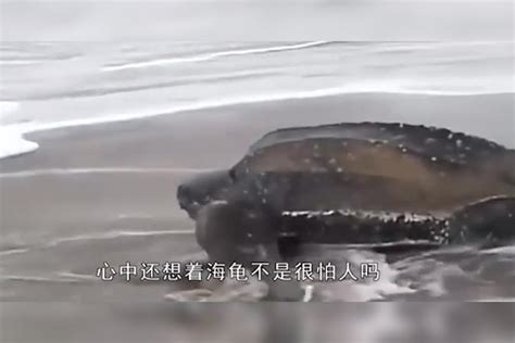 海龟鼻孔里拔出一根吸管疼得流血直叫请不要再往海里扔垃圾 吸管 海里 鼻孔