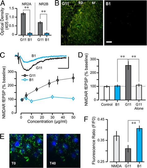 Human Nmdar Reactive Aab G11 Binds Nmdars Enhances Nmdarmediated Download Scientific Diagram