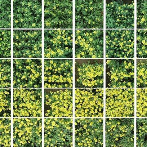 Geographical Location And Uav Remote Sensing Image Mosaic Map Of The Download Scientific