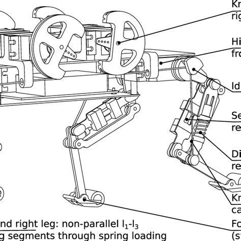 Cheetah Cub Robot View From Hind Right The Robots Front Is To The