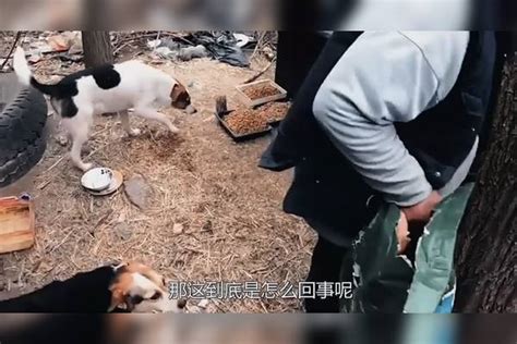 狗狗每天都带回家一条大鱼，主人跟踪发现后被吓到，镜头拍下全程