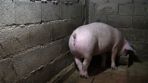 შემიფასეთ საქმეც ნაშრომიც და ჩემი მომავალი სადედე Youtube