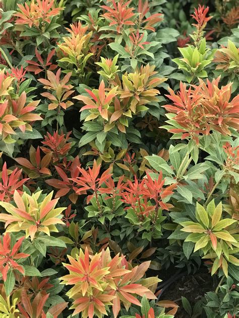 Pieris Japoński Mountain Fire Pieris Japonica Mountain Fire