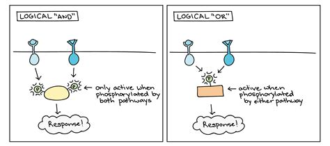 Signal Transduction Pathway Diagram