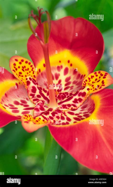 Exotic Flowers Tigridia Iridaceae Tiger Flower Iris Like Summer