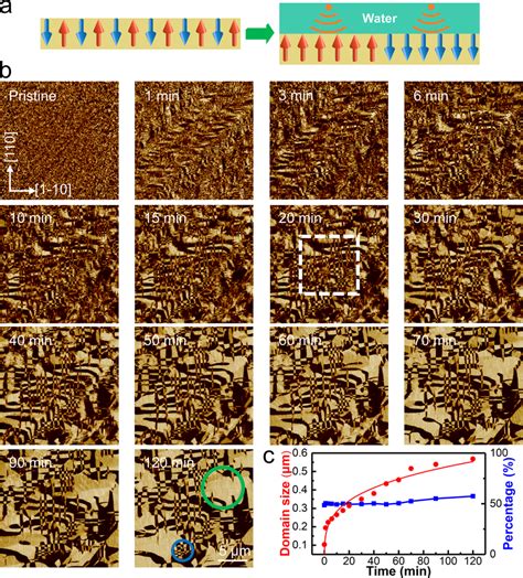 Positive Reinforcement Of The Domain Self Organization Process By