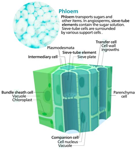 Phloem Vs Xylem Difference And Comparison Diffen