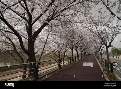 Seoul Cherry Blossom High Resolution Stock Photography And Images Alamy