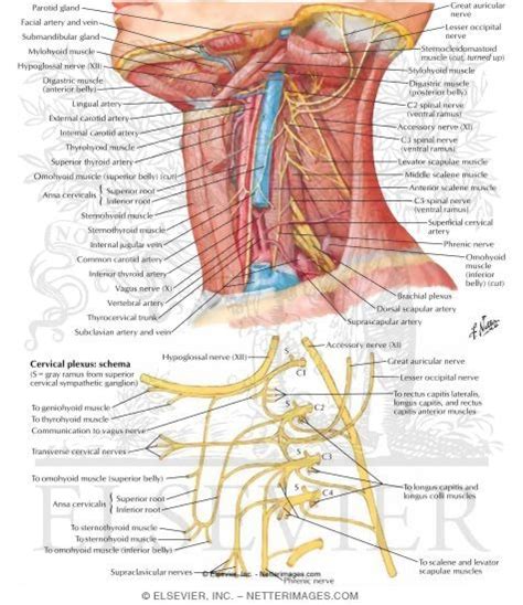 Cervical Plexus In Situ Nerves Of The Upper Extremity Cervical Plexus