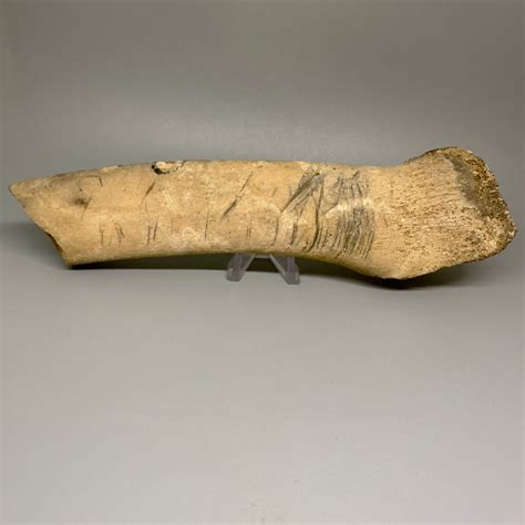 Fossil Whale Radius With Shark Bite Marks Bone Valley Florida Megalodon Teeth