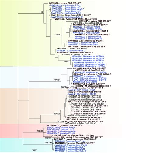 Maximum Likelihood Phylogram Log Likelihood 406981 Of Isolated