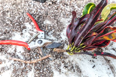 Croton Plant Propagation