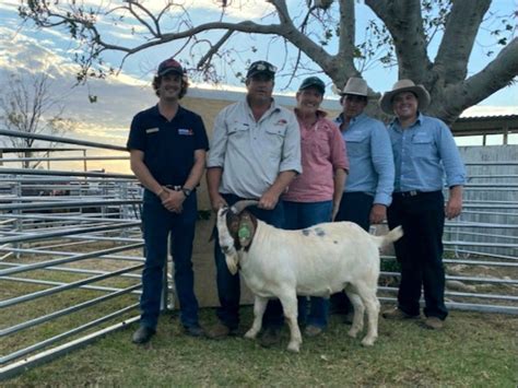 Agforce Nuffield Mla Goats Pieter Van Jaarsveld
