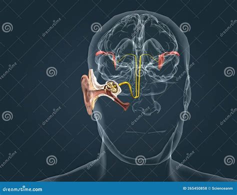 Sound Passes Through The Ear And Carries Signals To The Brain Stem Through The Auditory Nerve