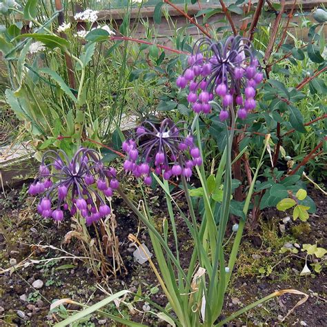Allium Cernuum Tandem Croft Garden
