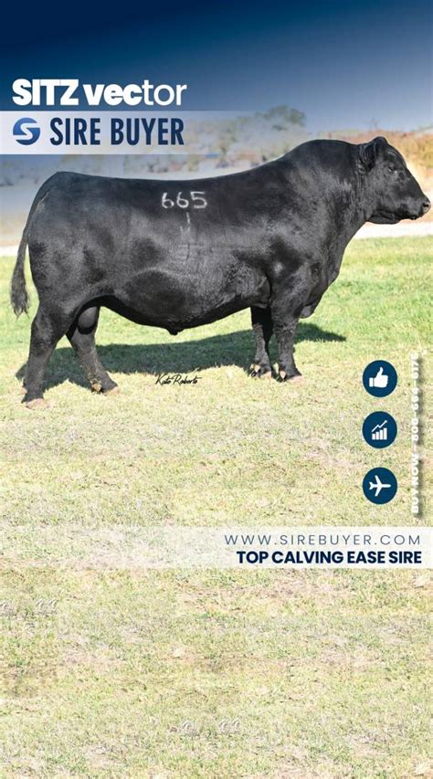 Calving Ease Sires Sire Buyer