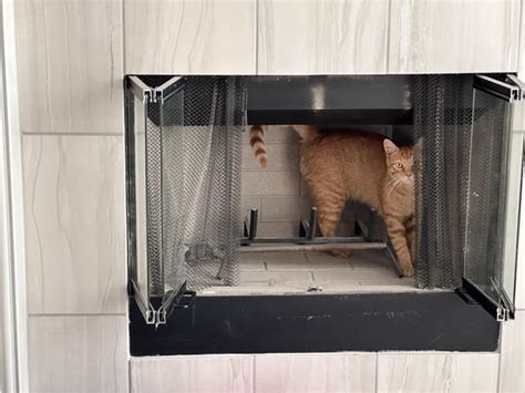 Normal Orange Behavior Roneorangebraincell