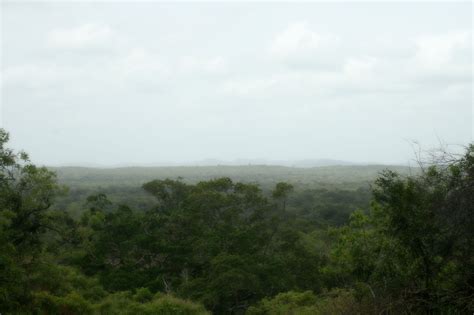 Camo By Biome Projectchameleon