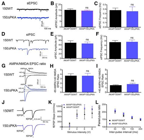 Basal Excitatory And Inhibitory Synaptic Transmission Is Normal In Ca1 Download Scientific