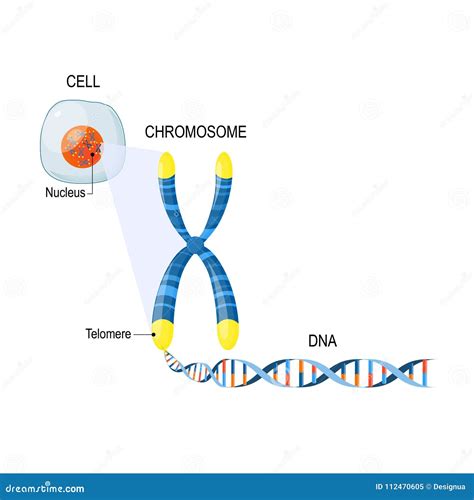 Telomere Structure Of Human Telomeric Dna Stock Image Cartoondealer