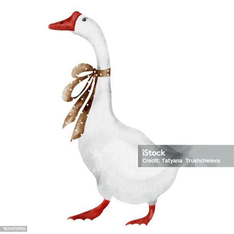 갈색 활을 가진 빈티지 거위의 수채화 그림입니다 흰색 배경에 귀여운 우아한 새가 고립되어 있습니다 엽서와 스티커에 가축에 대한 스톡 벡터 아트 및 기타 이미지 Istock