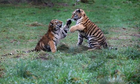 Highland Wildlife Park Release New Video Of Adorable Tiger Cubs Press