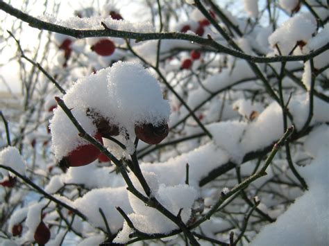 Carte De Voeux APHVN