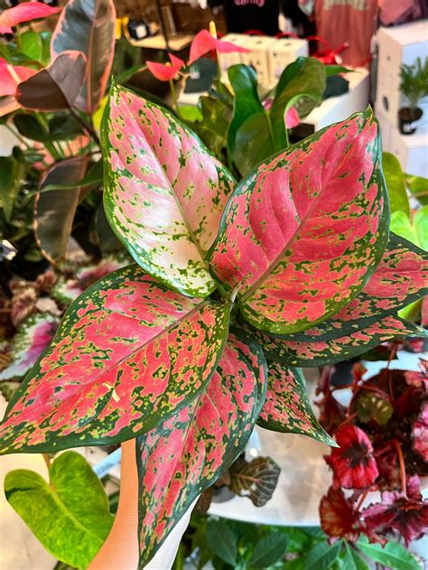 Aglaonema Ruby Ray Roots Kc