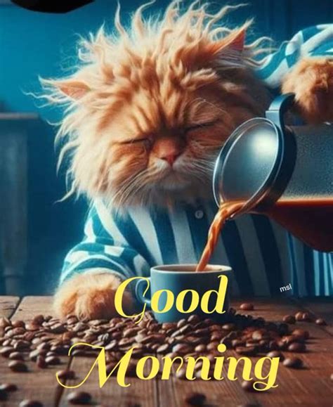 Good Morning Grumpy Cat In 2024 Cute Good Morning Morning Cat Funny Good Morning Wishes