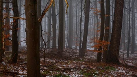 Wallpaper Forest Trees Fog Spring Hd Picture Image