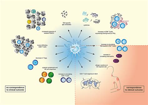 Frontiers Current State Of Dendritic Cell Based Immunotherapy Opportunities For In Vitro