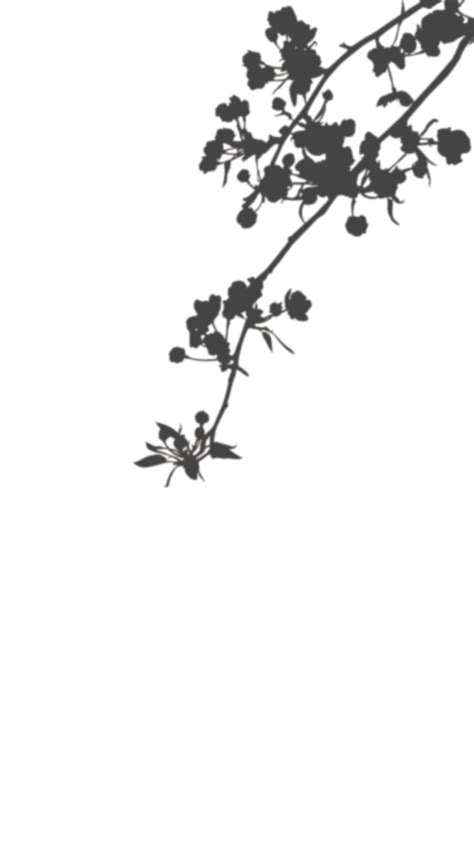 光影素材 剪影 植物 花卉 花影子