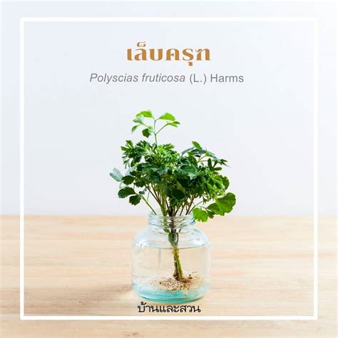 7 ต้นไม้ปลูกในน้ำ ก็ เก๋ ดี บ้านและสวน