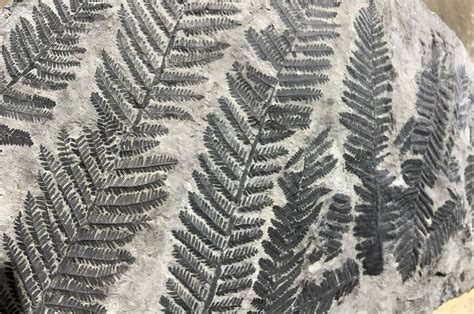 Fossils For Sale World Class Specimens Fossil Realm