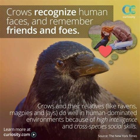 Crows Recognize Human Faces And Remember Friends And Foes Crow Fun