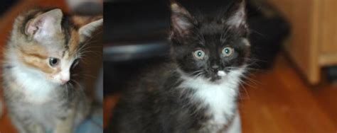 Kitten Age Progression Whis Purr Rescue Inc