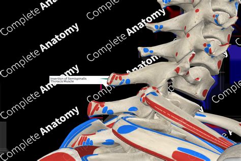 Insertion Of Semispinalis Thoracis Muscle Complete Anatomy