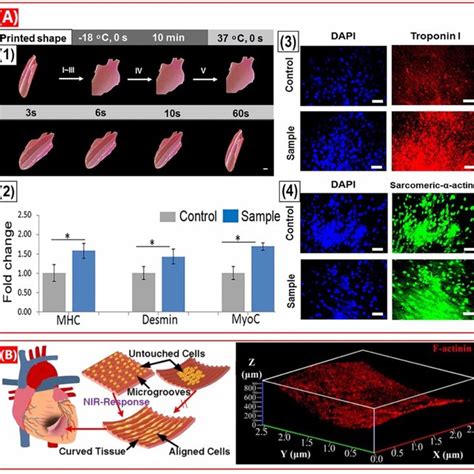 4d Printed Bone Tissue Scaffolds A A Thermo Responsive Shape Memory Download Scientific
