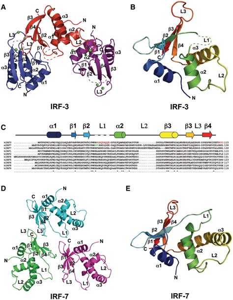 Crystal Structures Of Human Irf 3 Dbd And Mouse Irf 7 Dbd A Ribbon