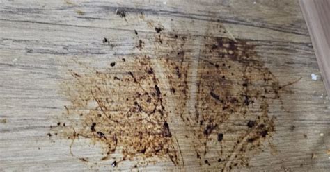 이사갈 집이 너무 더러워서 걱정했는데 너무 꼼꼼하게 청소해주셨어요 진행과정도 카톡으로 다 보내주시고 너무 친절하셔서 좋았습니다 감사합니다 숨고 숨은고수